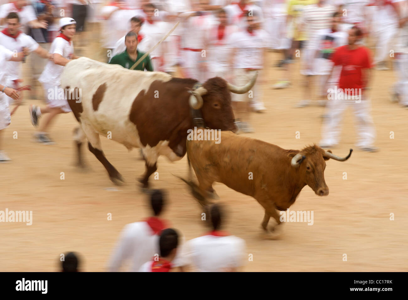 A steer herds a cow from amongst the crowds during the festival of San ...