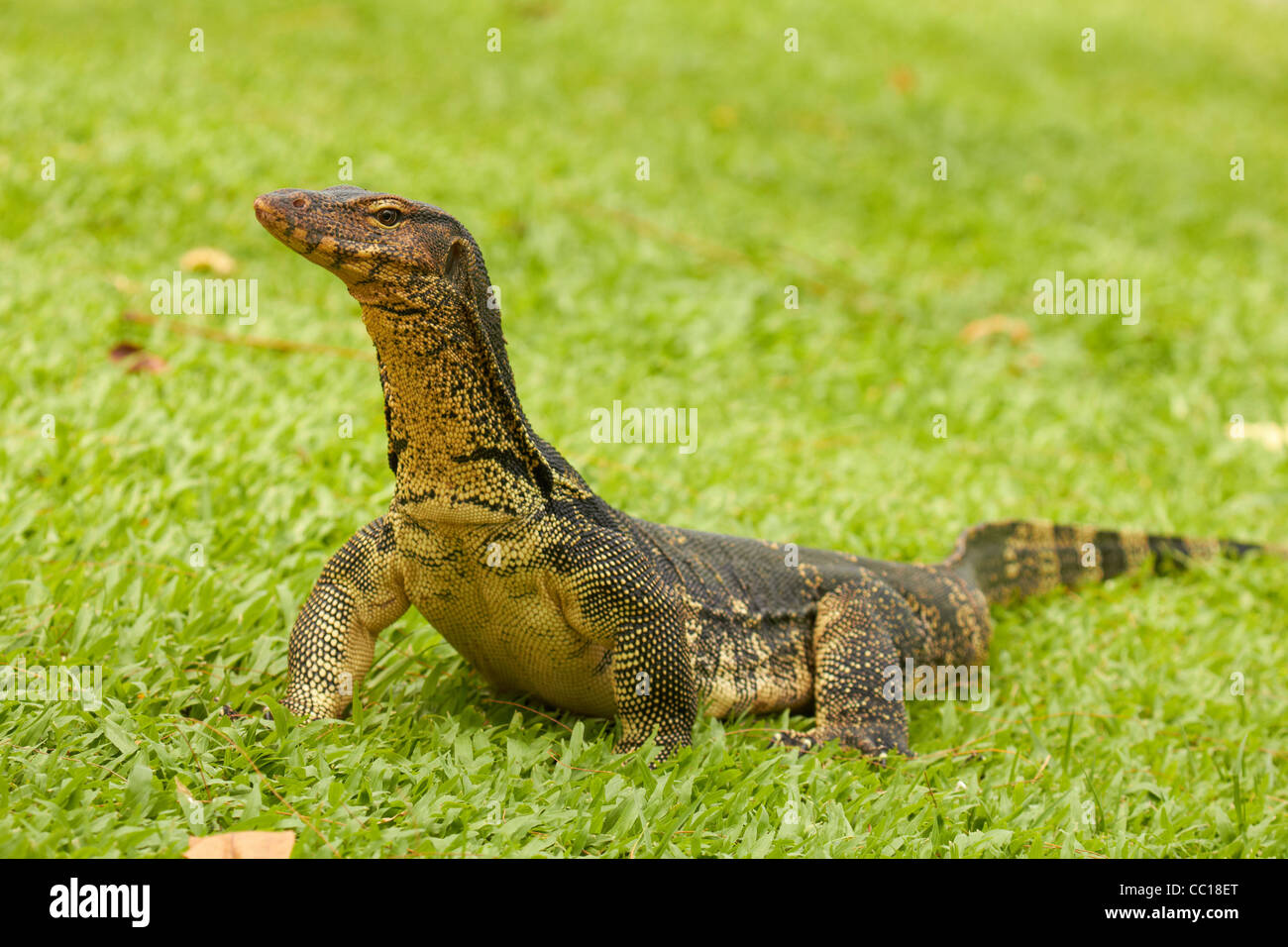Closeup of monitor lizard - Varanus on green grass (Varanidae Stock ...