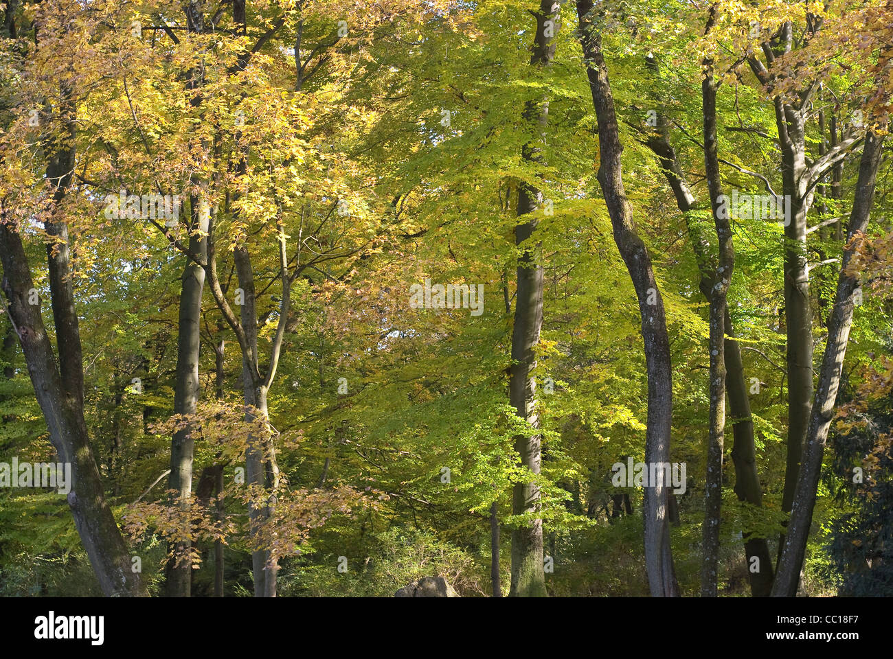Seasonal forest colors in early hi-res stock photography and images - Alamy
