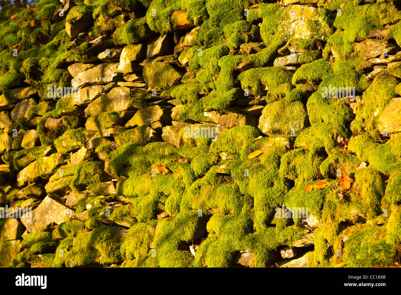 Moss on a stone wall hi-res stock photography and images - Alamy