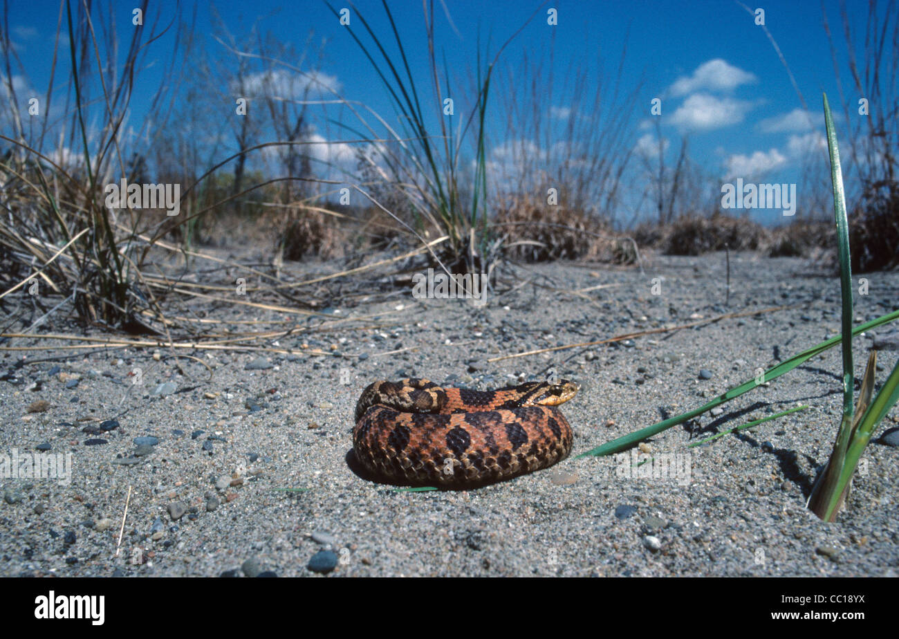Eastern hognose snake hi-res stock photography and images - Alamy