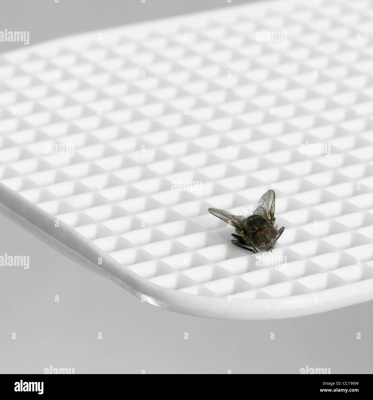 white fly flap and dead fly in light grey back Stock Photo - Alamy