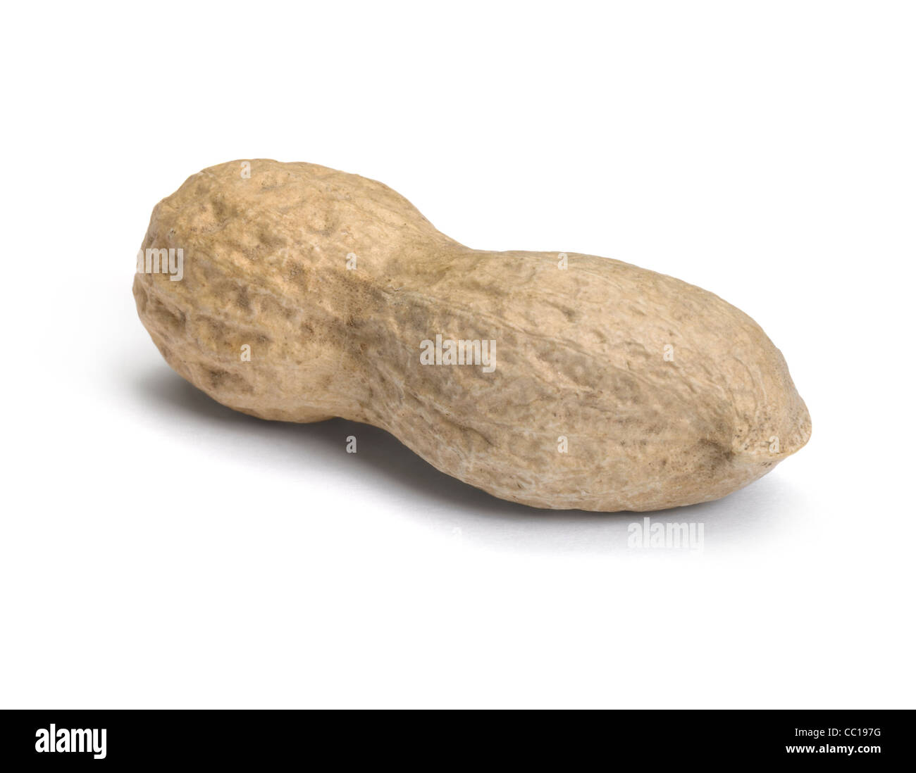 studio photography of a peanut with peel in white back with shadow ...