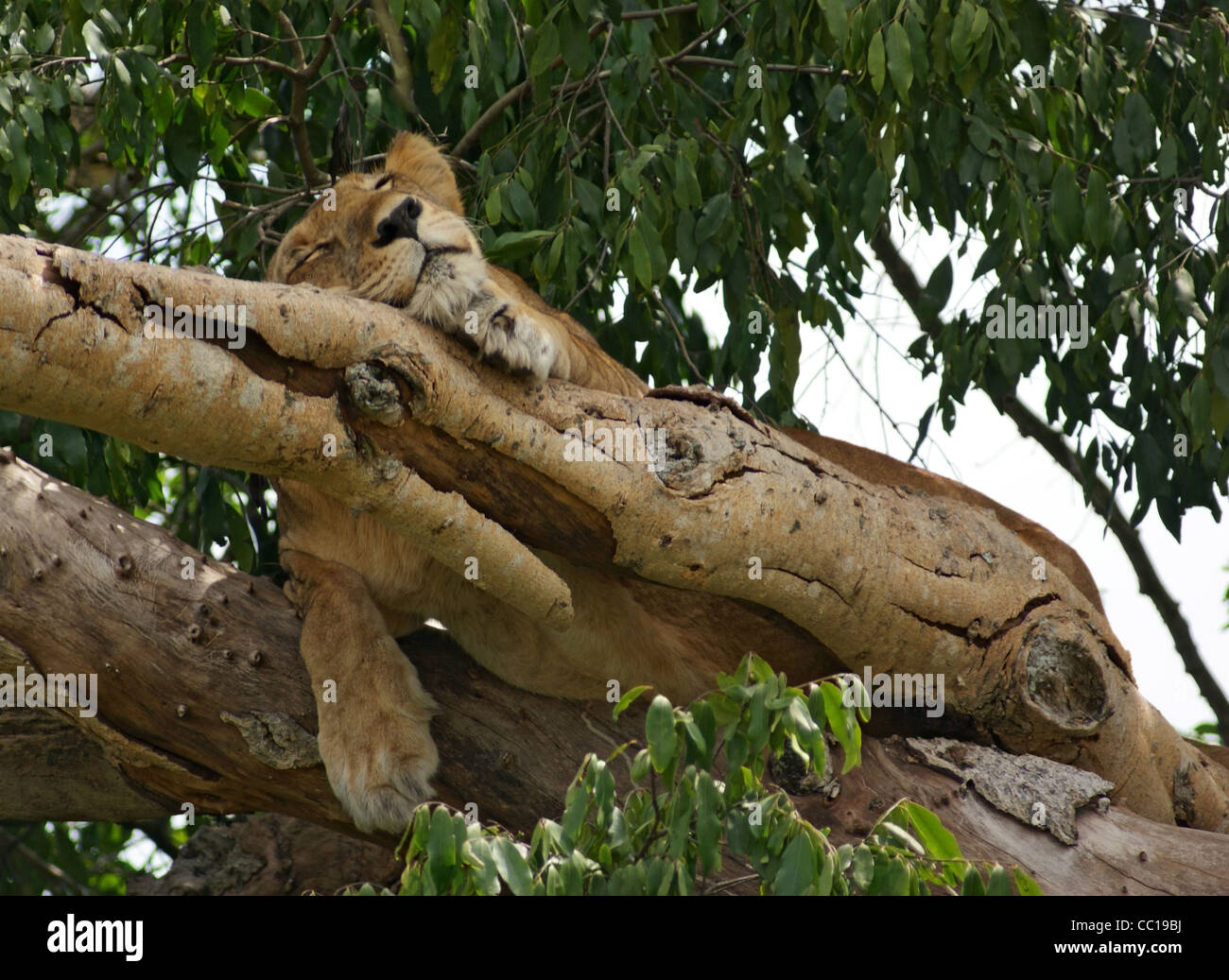 a Lion resting in a tree in Uganda (Africa Stock Photo - Alamy