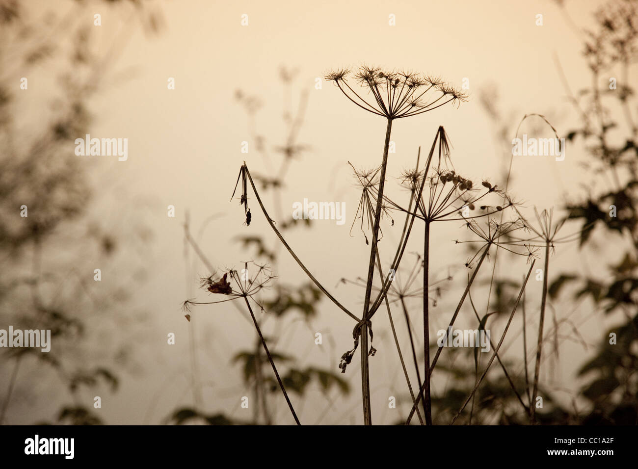 Sepia silhouette hi-res stock photography and images - Alamy
