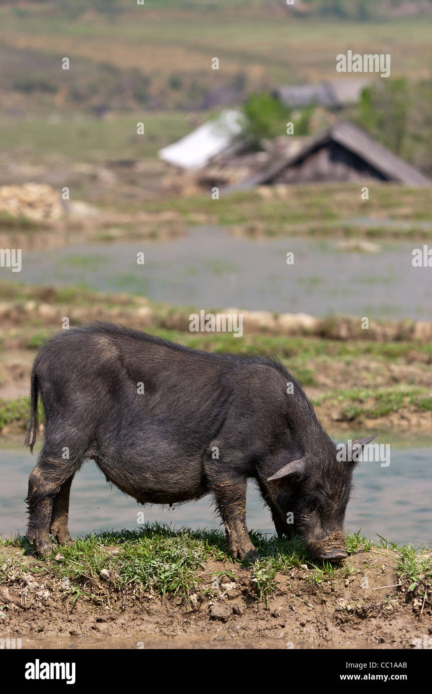 Vietnamese pot-bellied pig Stock Photo - Alamy