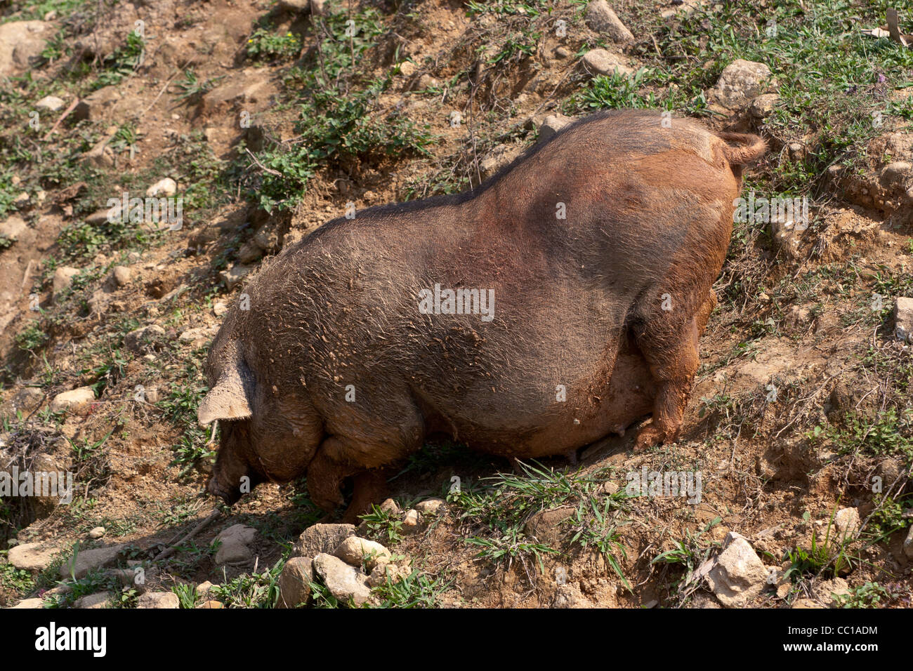 Vietnamese pigs hi-res stock photography and images - Alamy