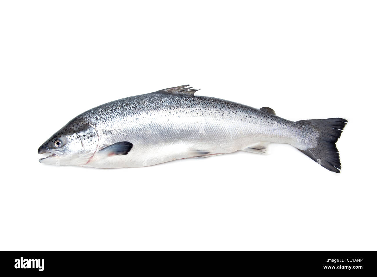 Whole Atlantic Salmon fish ( Salmo solar ) isolated on a white studio ...