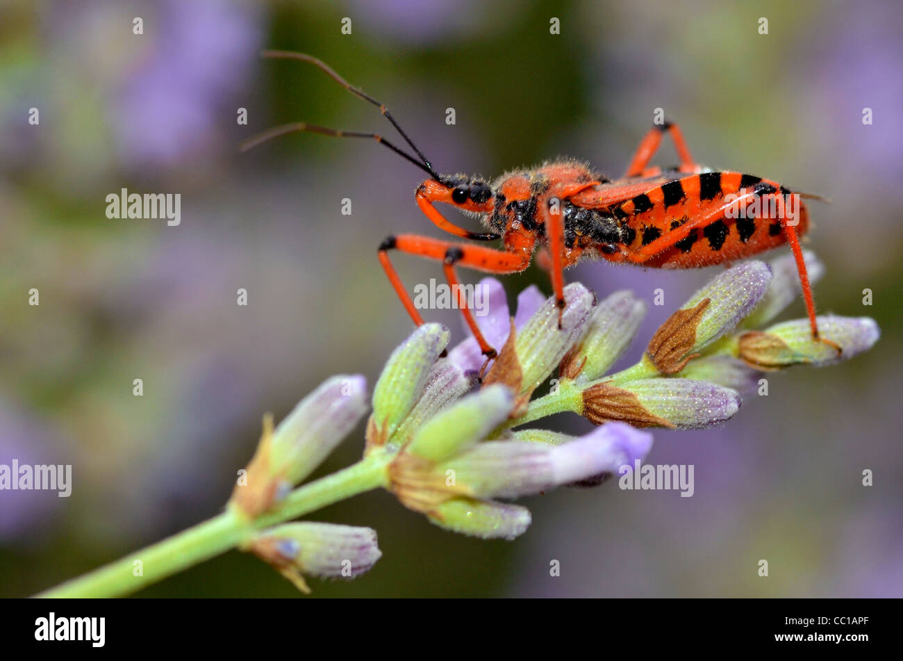 Red assassin bug hi-res stock photography and images - Alamy