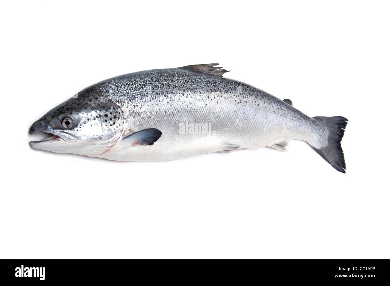 Whole Atlantic Salmon fish ( Salmo solar ) isolated on a white studio ...