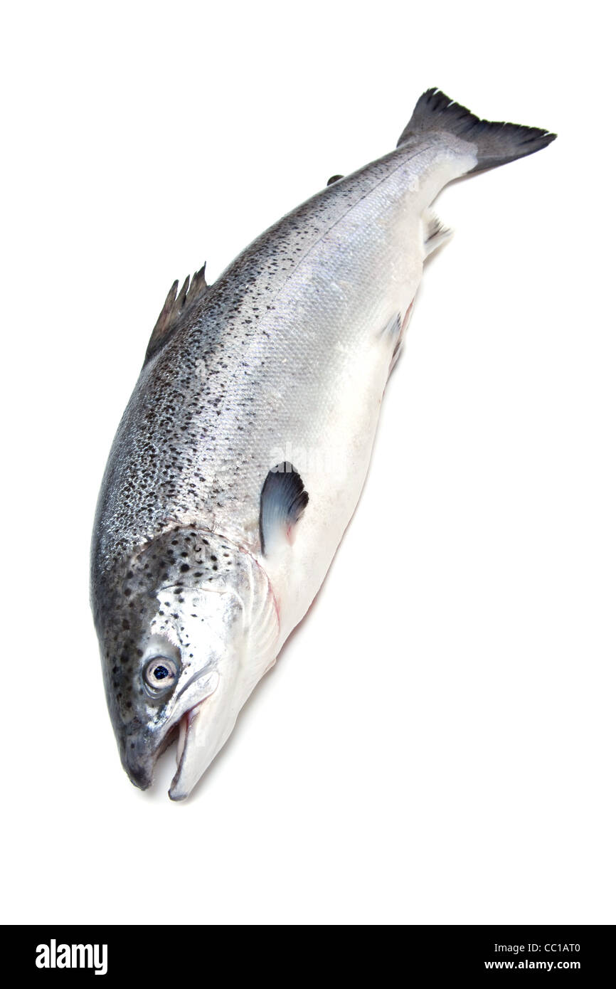 Whole Atlantic Salmon fish ( Salmo solar ) isolated on a white studio ...