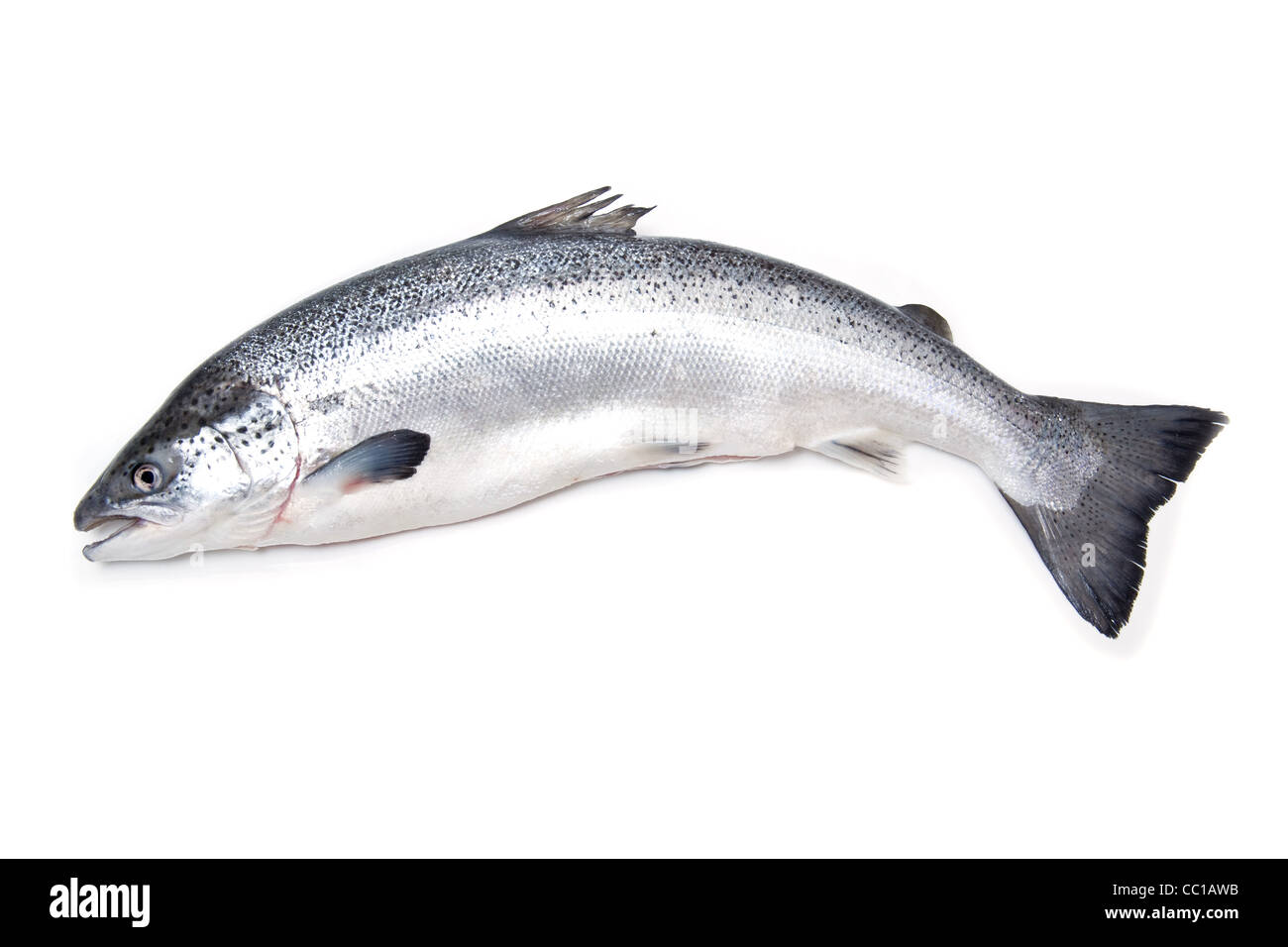 Whole Atlantic Salmon fish ( Salmo solar ) isolated on a white studio ...