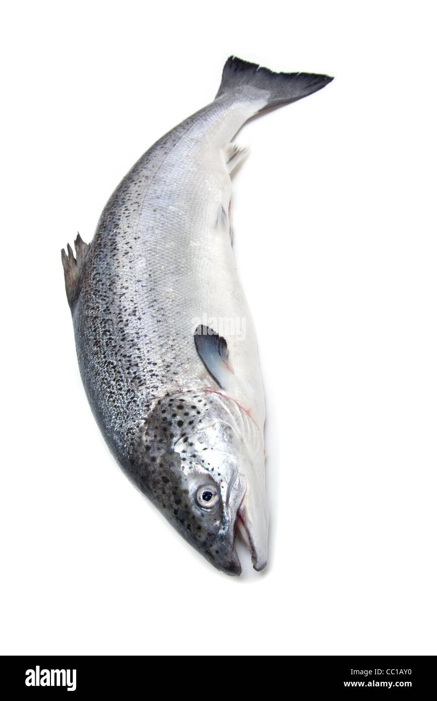 Whole Atlantic Salmon fish ( Salmo solar ) isolated on a white studio ...