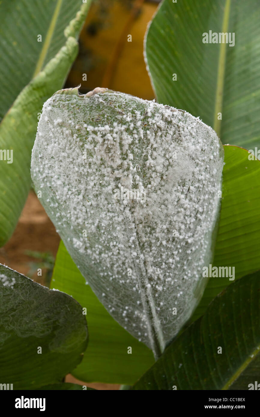 Infestation on palm leaf in Tenerife - spiralling whitefly, Aleurodicus ...