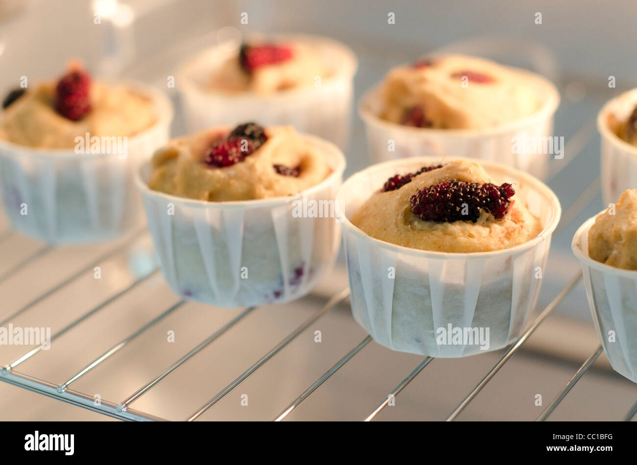 baked muffin with natural lights Stock Photo - Alamy