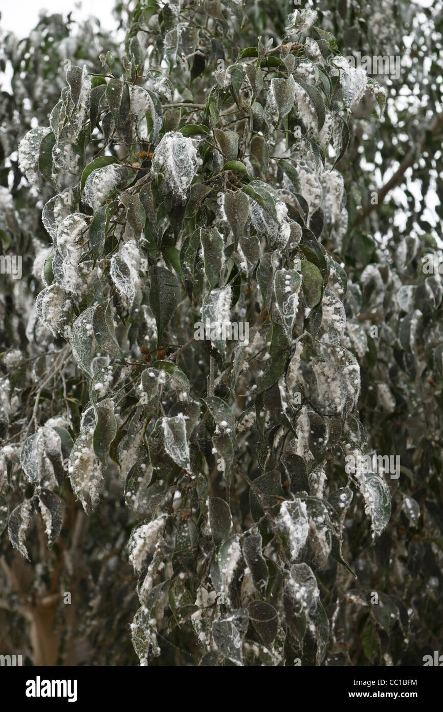 Whitefly parasite hi-res stock photography and images - Alamy