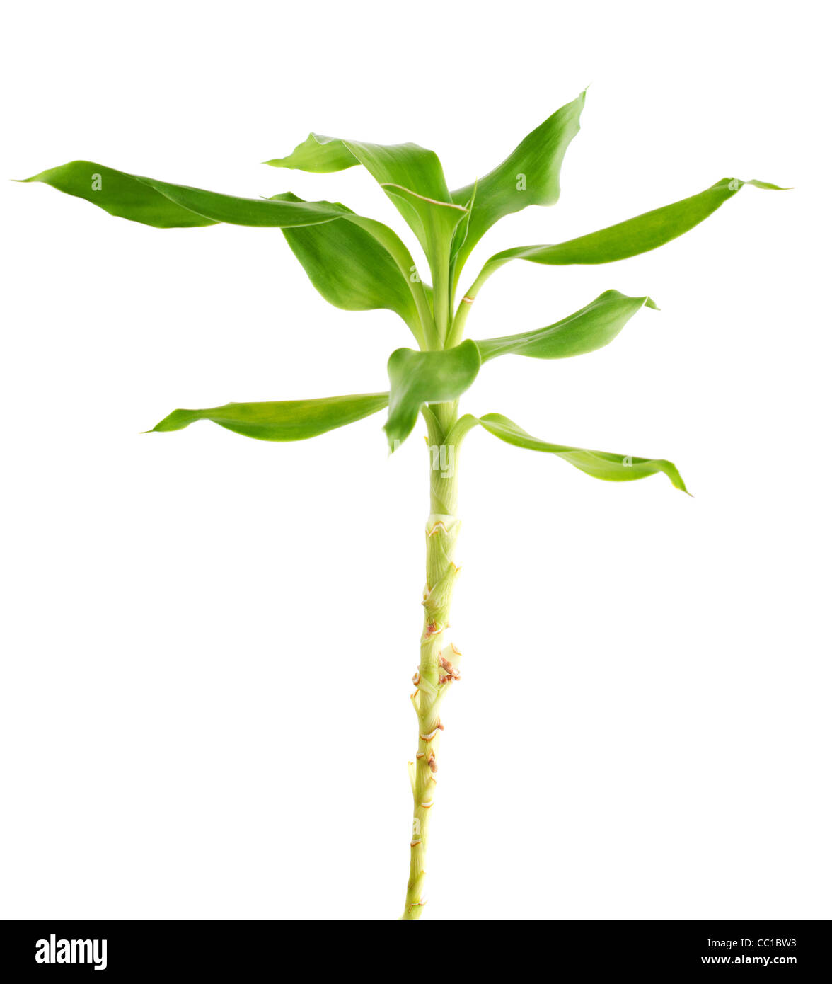 isolated bamboo with white background Stock Photo - Alamy