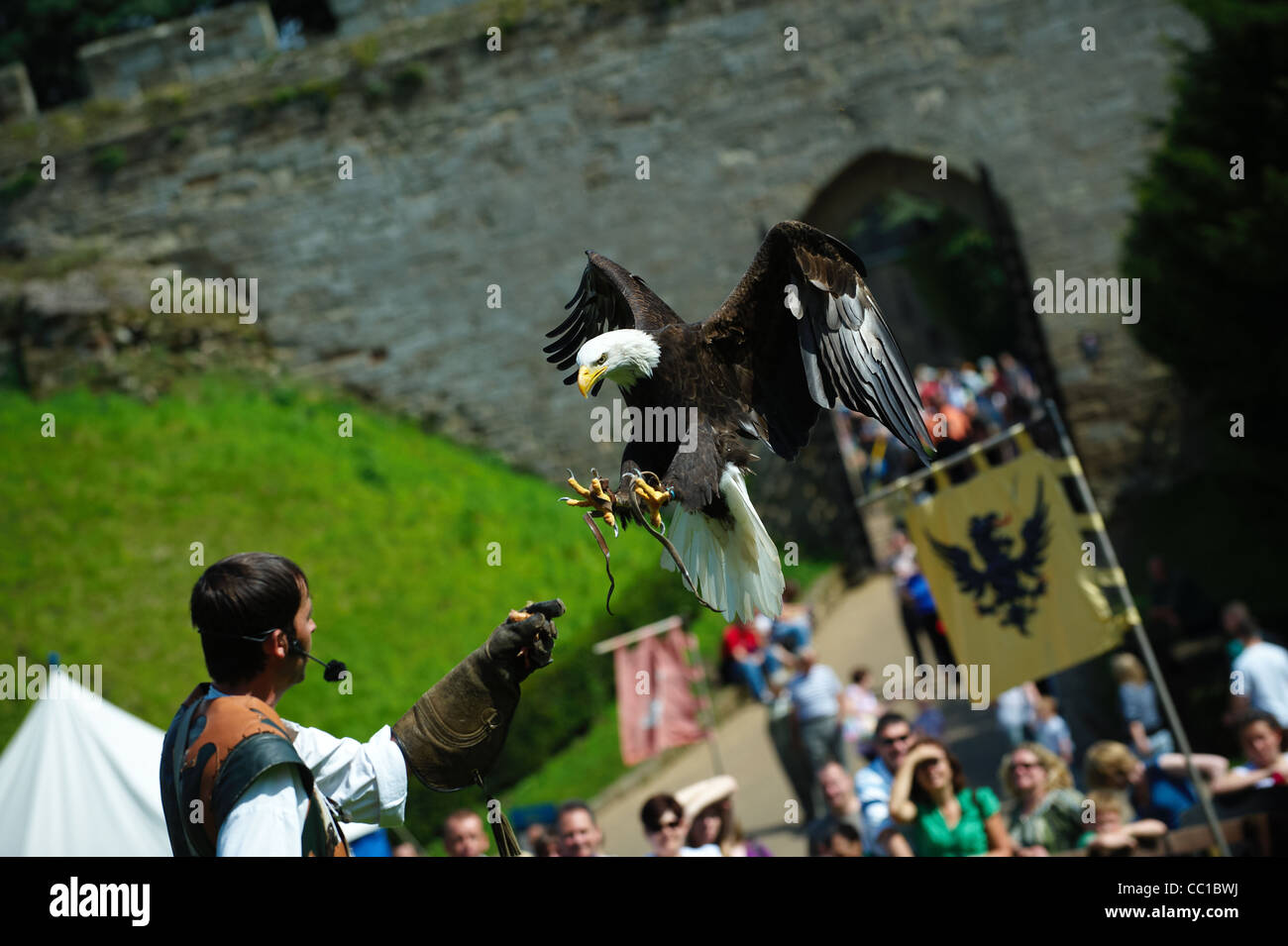 Bald Headed Eagle at Warwick Castle Falconry Show Stock Photo - Alamy