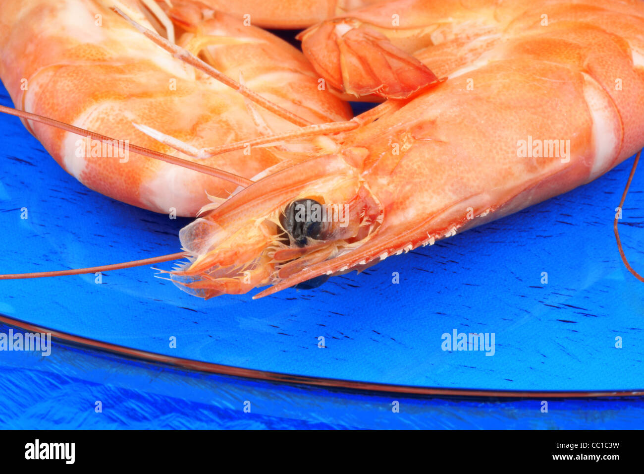 Crustacean exoskeleton hi-res stock photography and images - Alamy