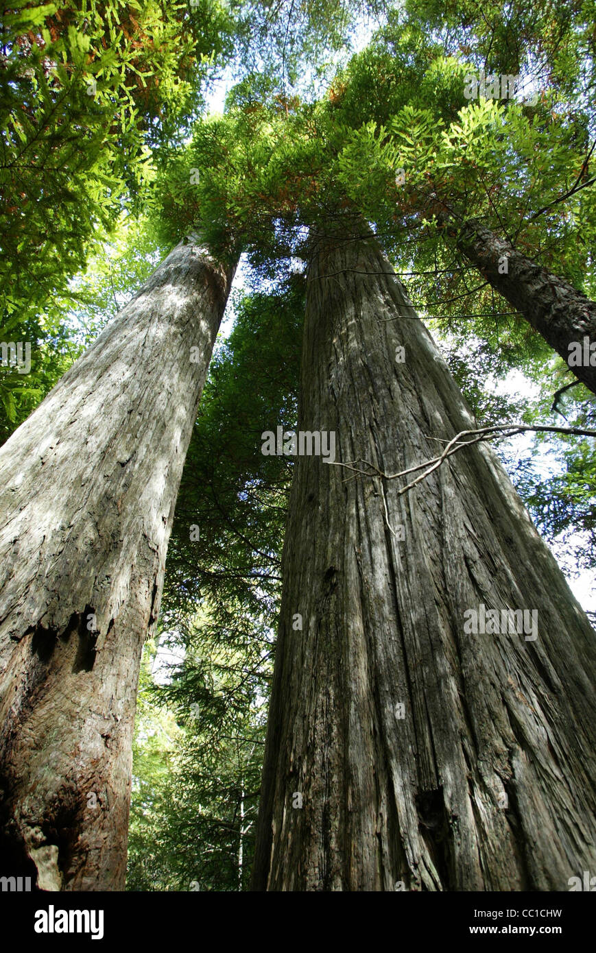 Hug redwood hi-res stock photography and images - Alamy