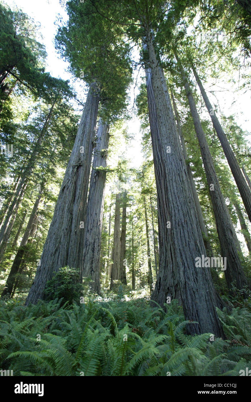 Giant Redwood trees in Oregon, US Stock Photo - Alamy