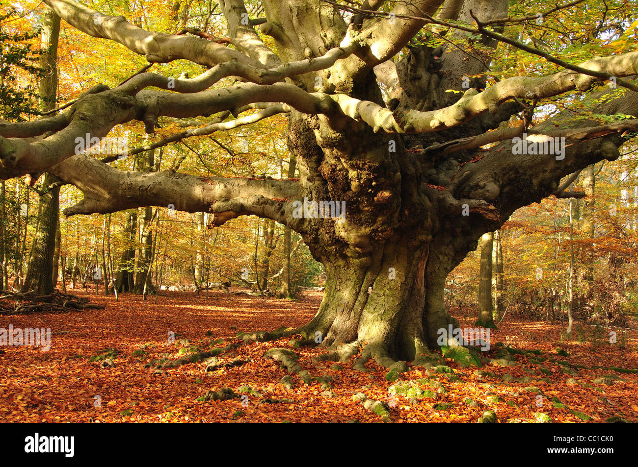 Pollarded beech ashridge hi-res stock photography and images - Alamy