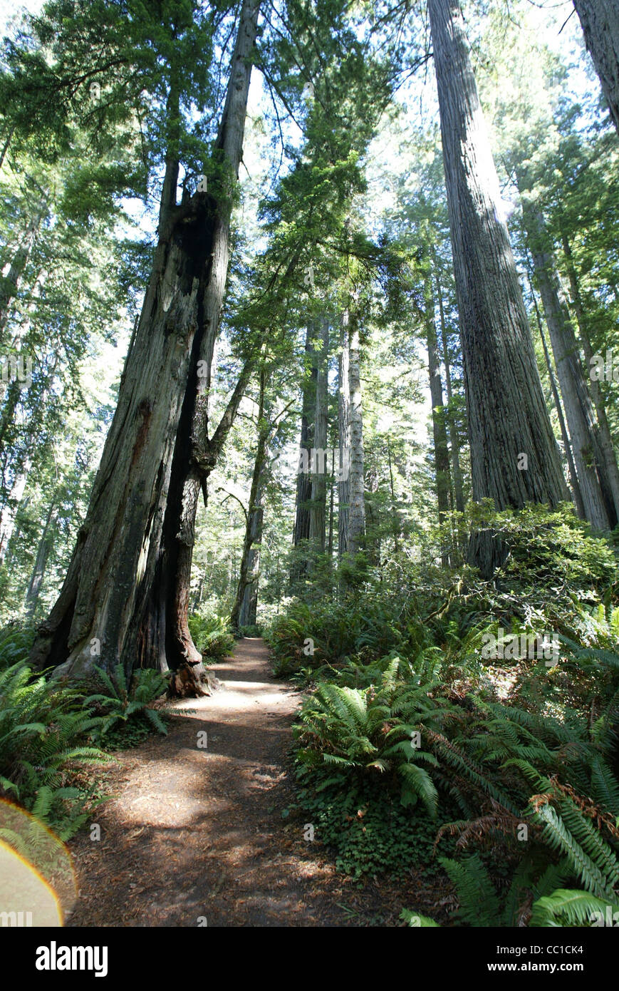 Giant Redwood trees in Oregon, US Stock Photo - Alamy