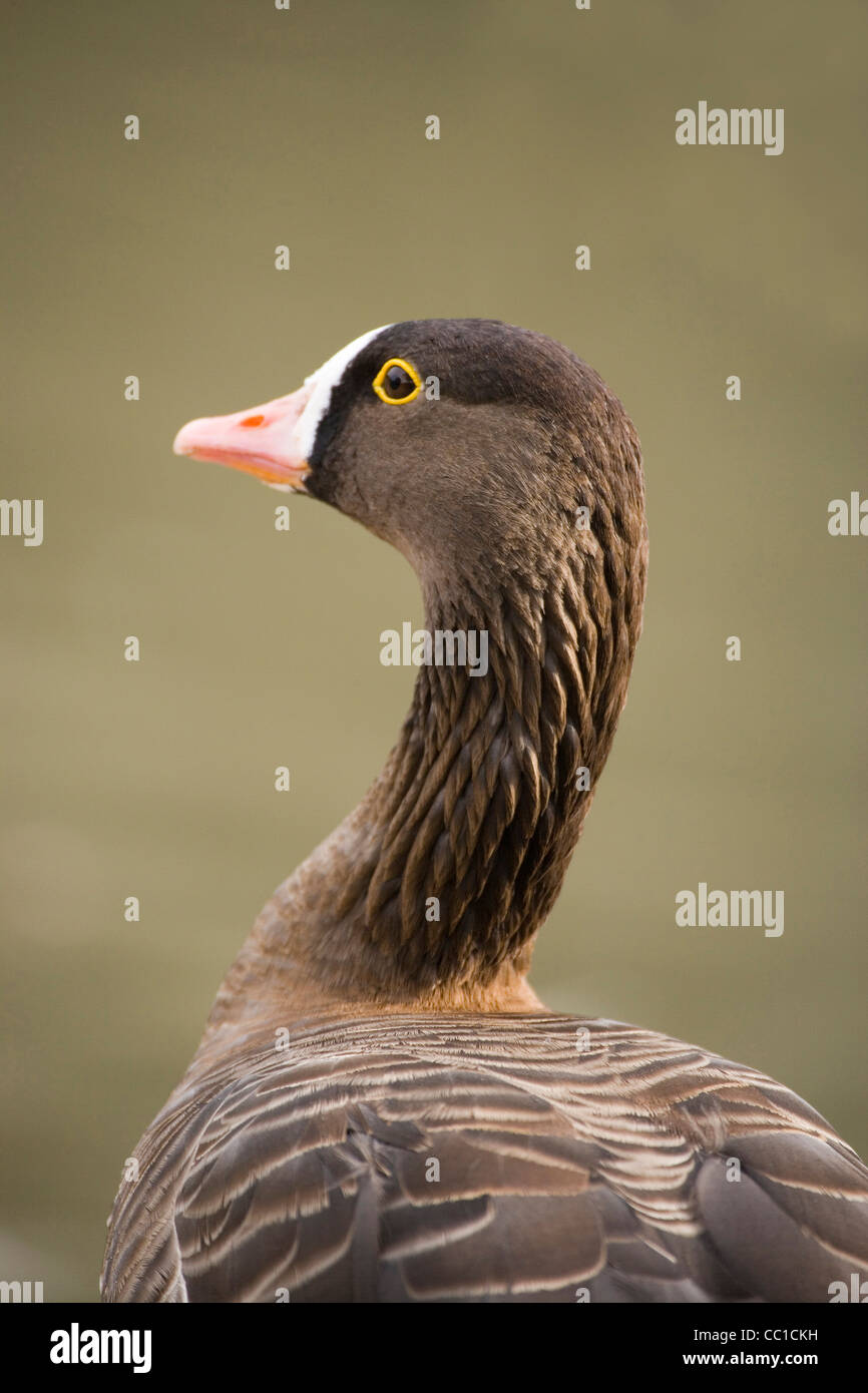 Lesser White-fronted Goose (Anser erythropus). Showing bright yellow ...