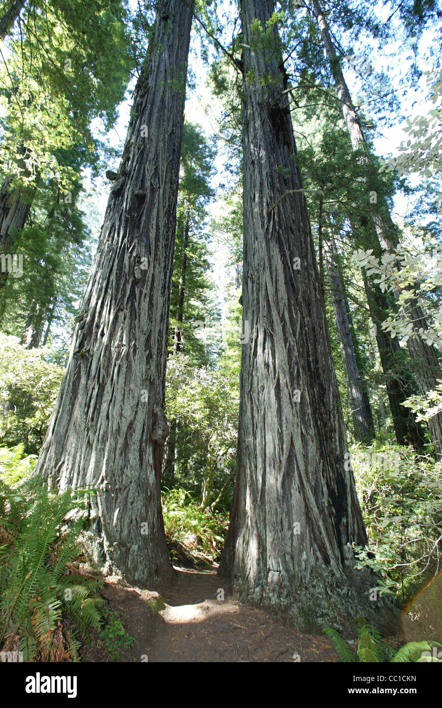 Giant Redwood trees in Oregon, US Stock Photo - Alamy