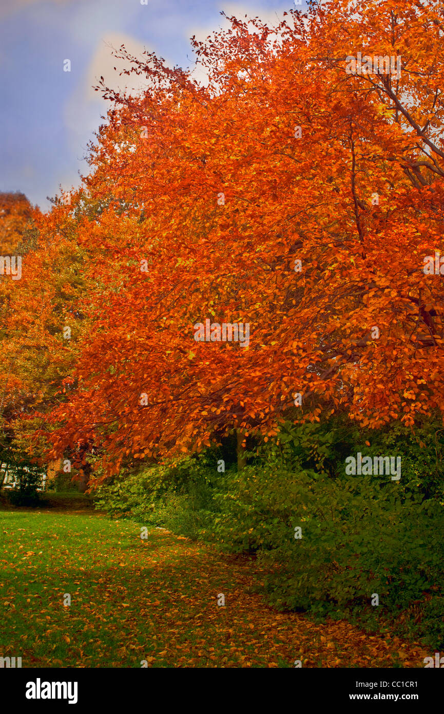 Red oak tree hi-res stock photography and images - Alamy