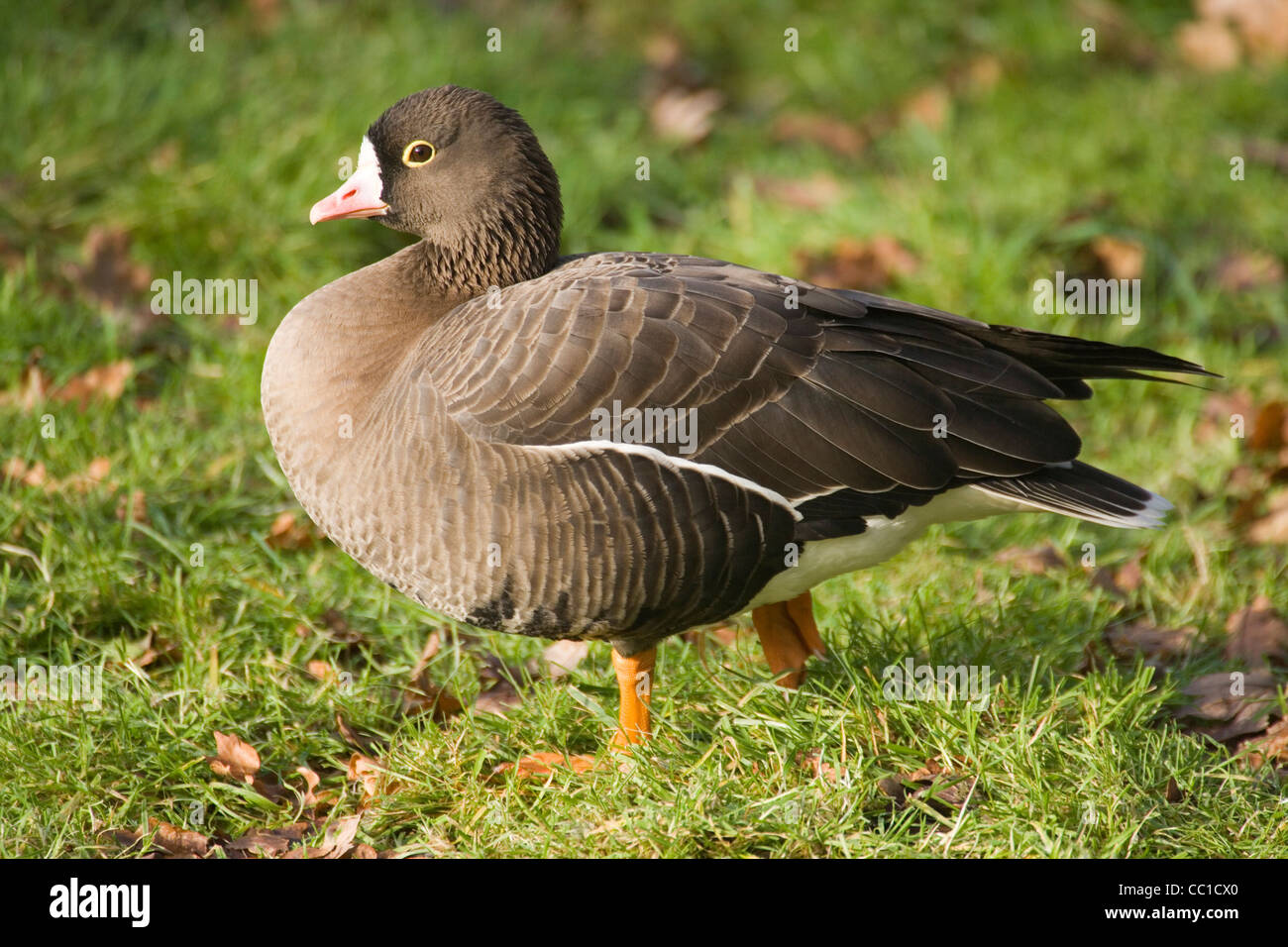 Lesser White-fronted Goose (Anser erythropus). Showing bright yellow ...