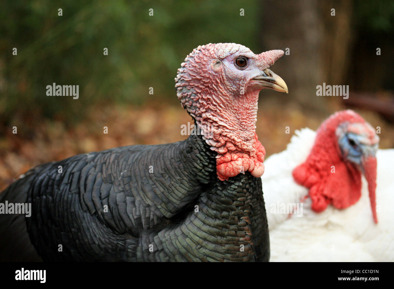 A female black turkey in front of her mate Stock Photo - Alamy