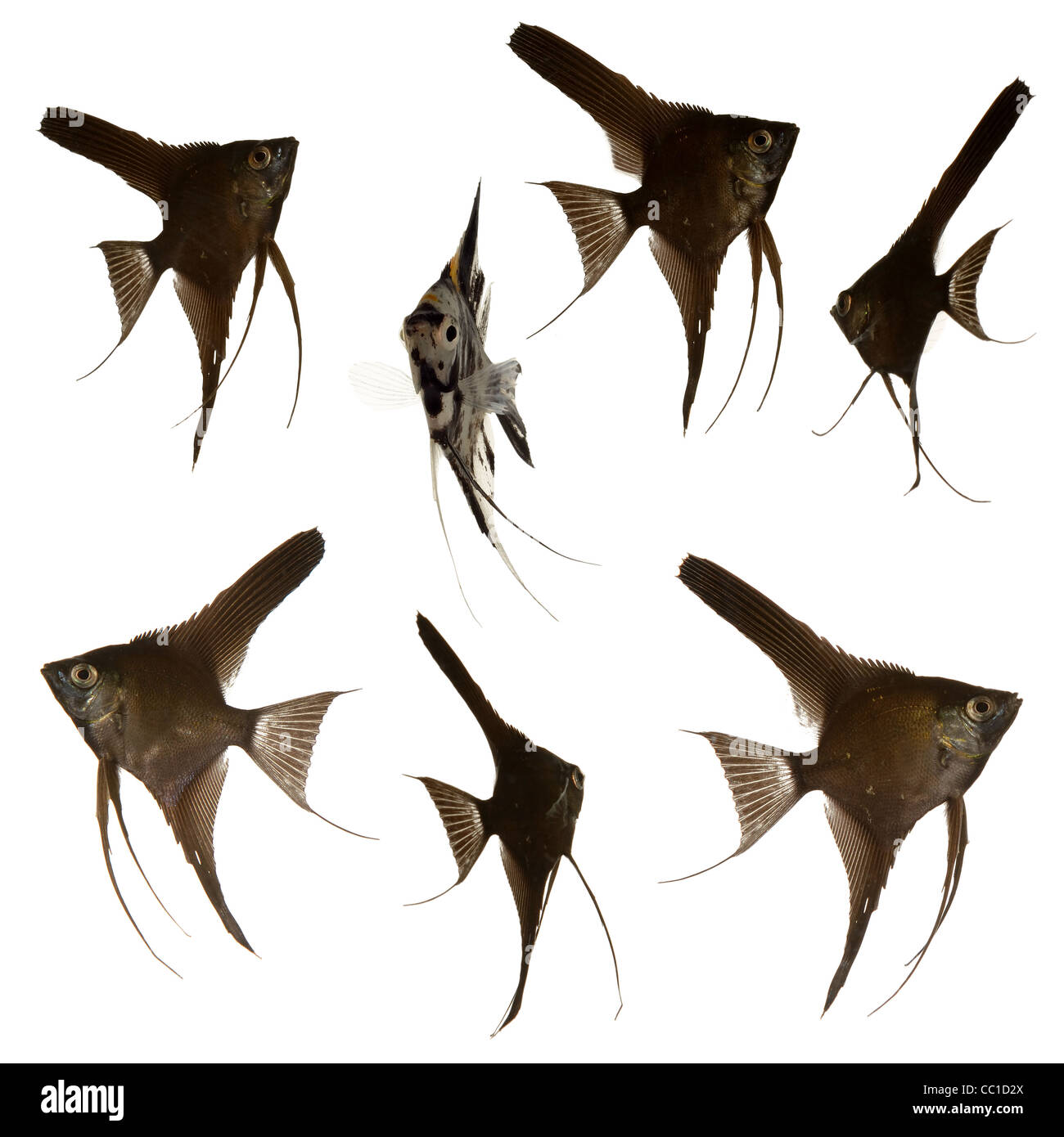 A collection off the tropical fish scalare. Taken on a clean white ...