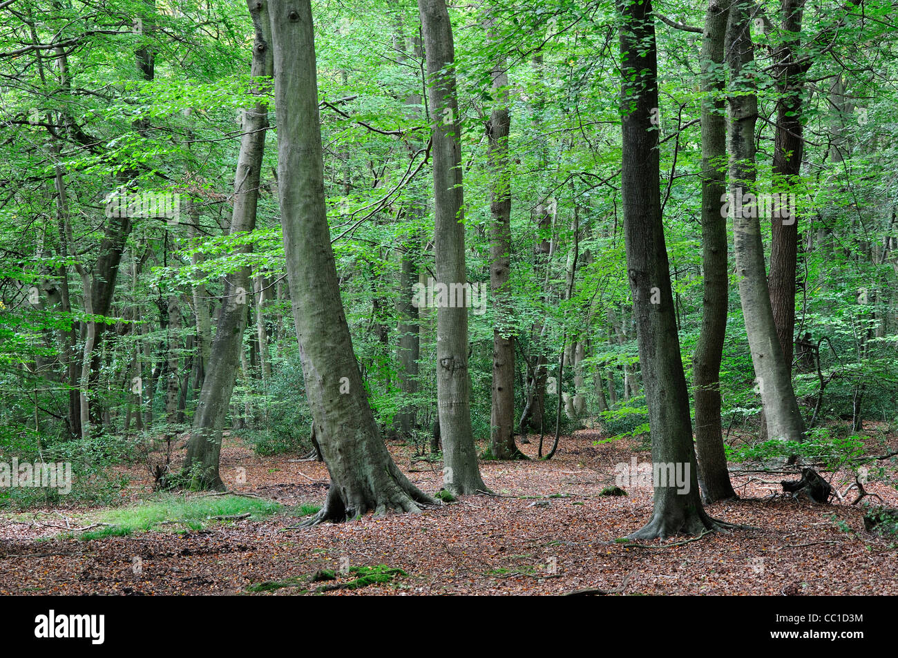 Common Wood, near Stoke Row, Oxfordshire, UK September 2011 Stock Photo ...