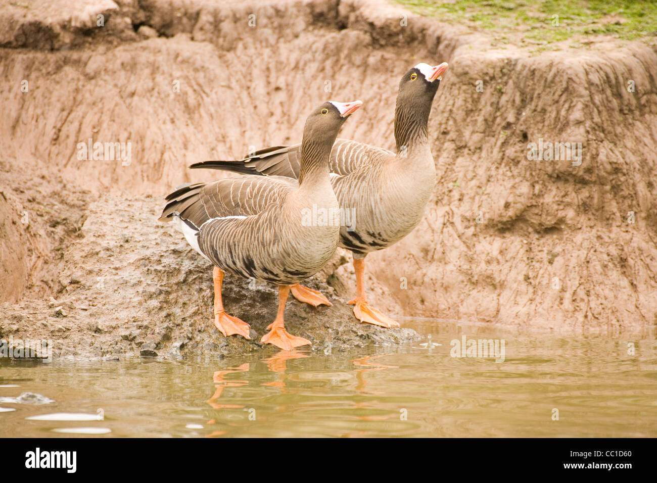 Lesser White-fronted Geese (Anser erythropus). Bonded pair, drinking ...