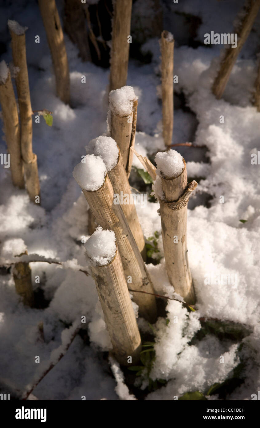 Snow covered garden shrubs hi-res stock photography and images - Alamy