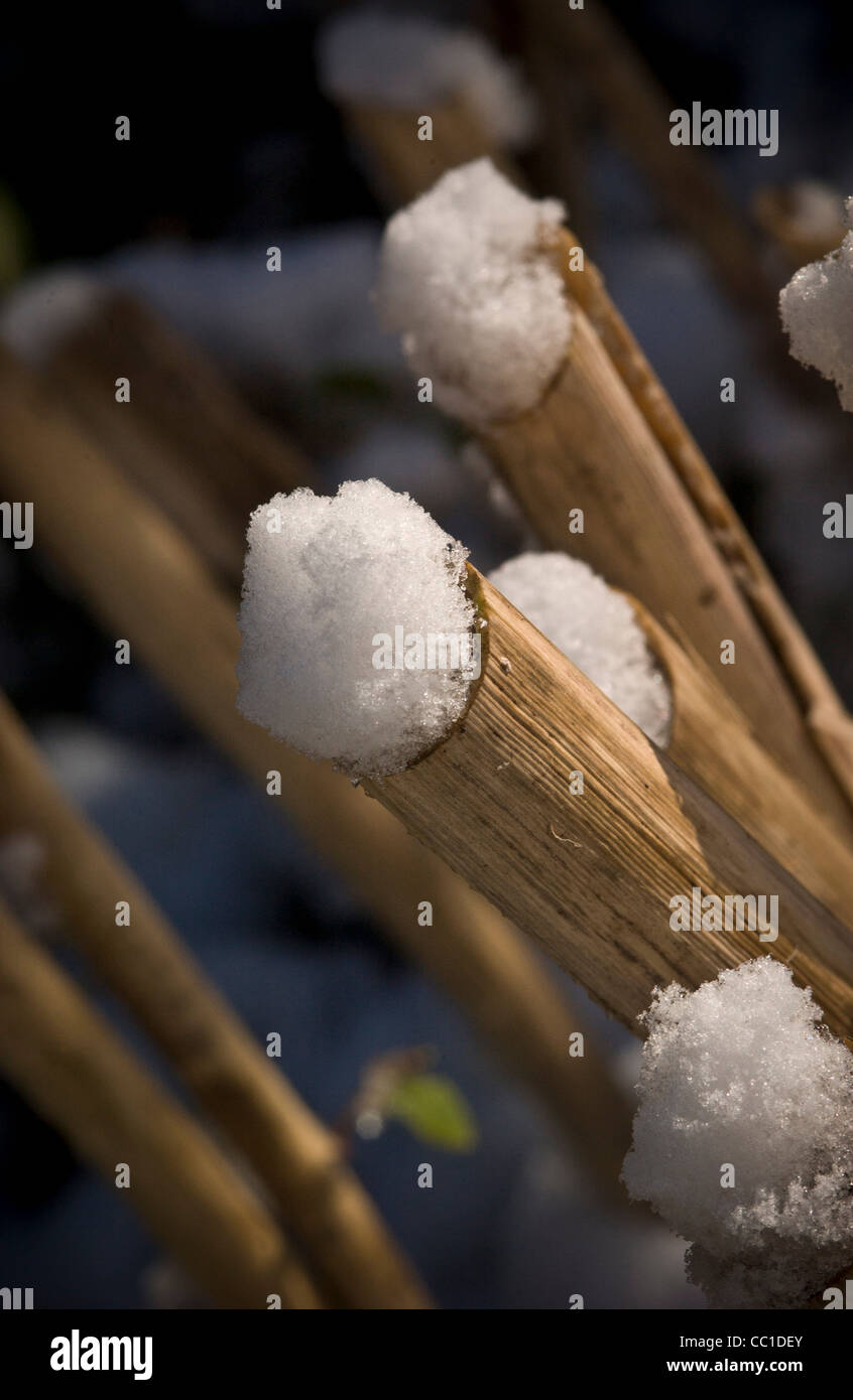 snow covered plant stems in garden Stock Photo - Alamy