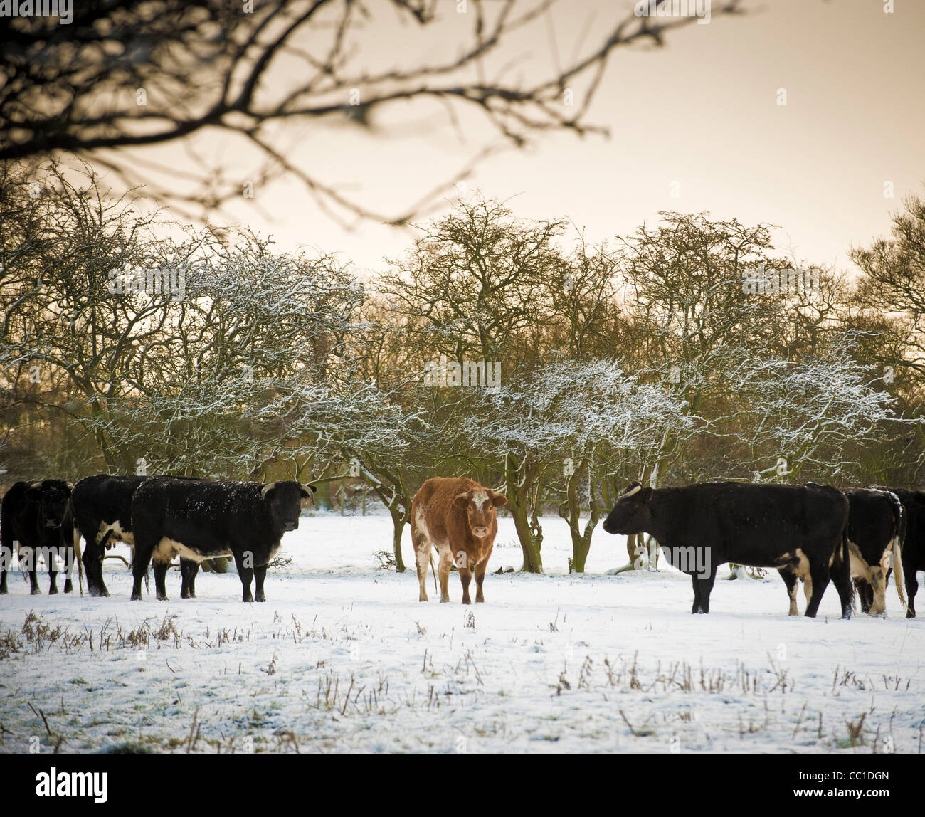 Cows hi-res stock photography and images - Alamy