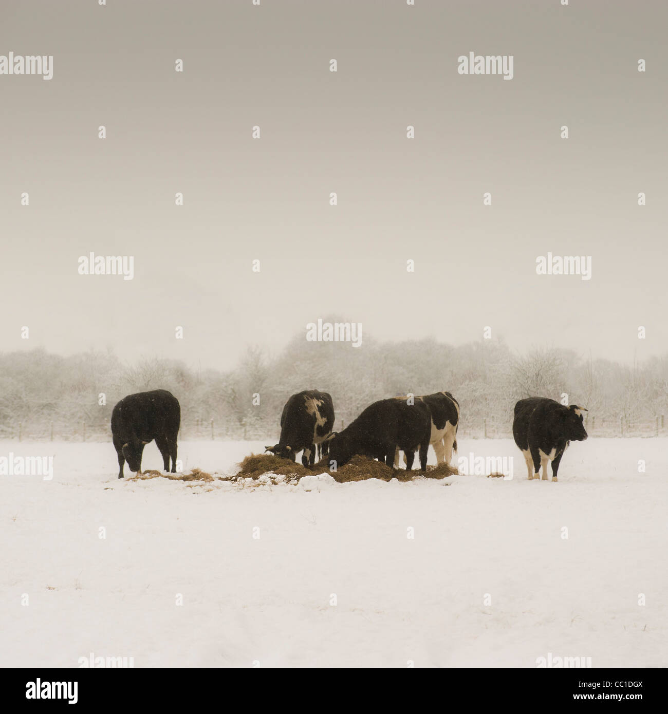 Friesian cows in snow hi-res stock photography and images - Alamy