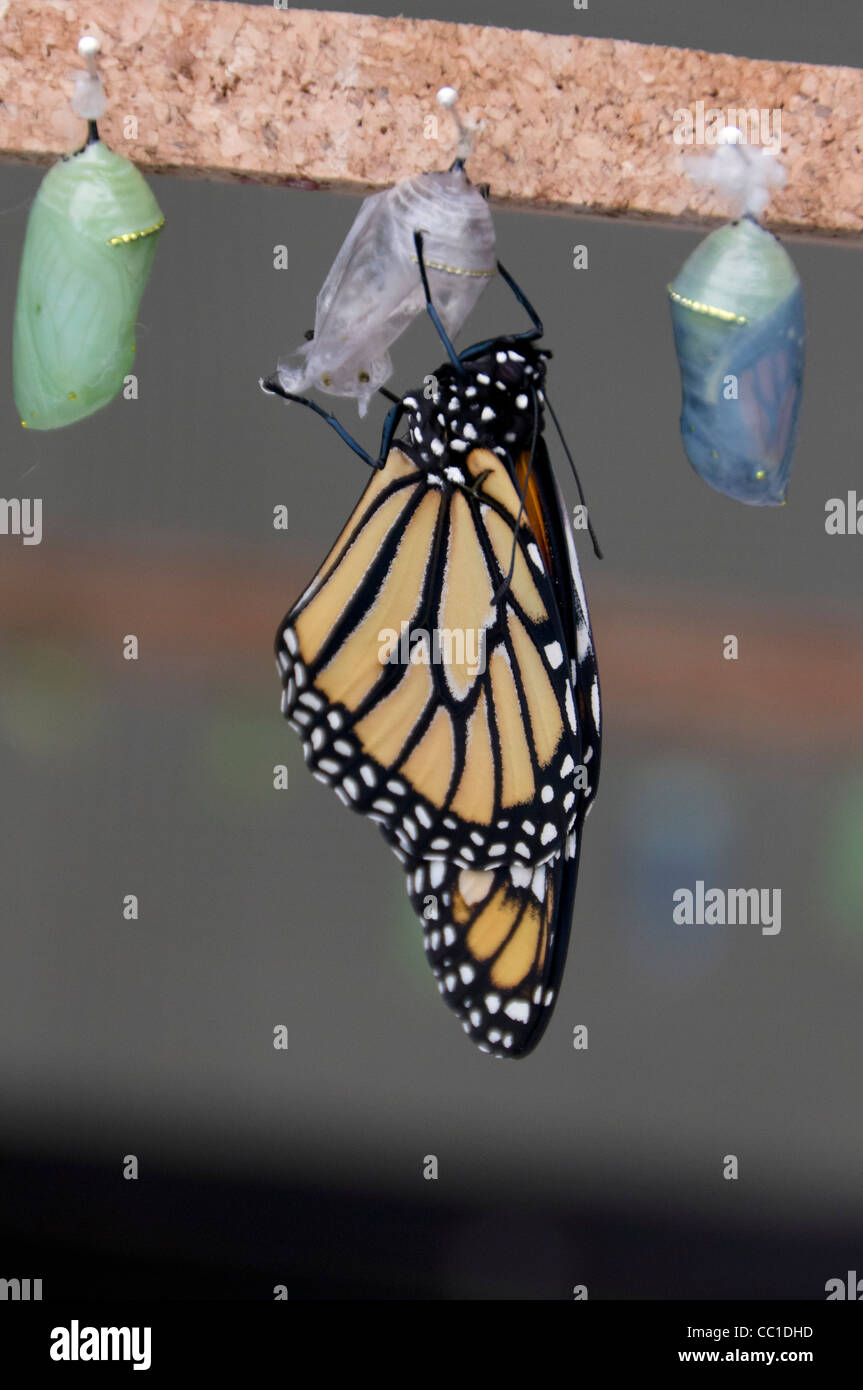 Hatched imago chrysalis pupa hi-res stock photography and images - Alamy