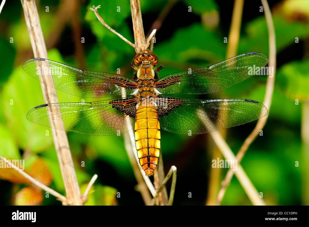 A broad-bodied chaser dragonfly at rest UK Stock Photo - Alamy