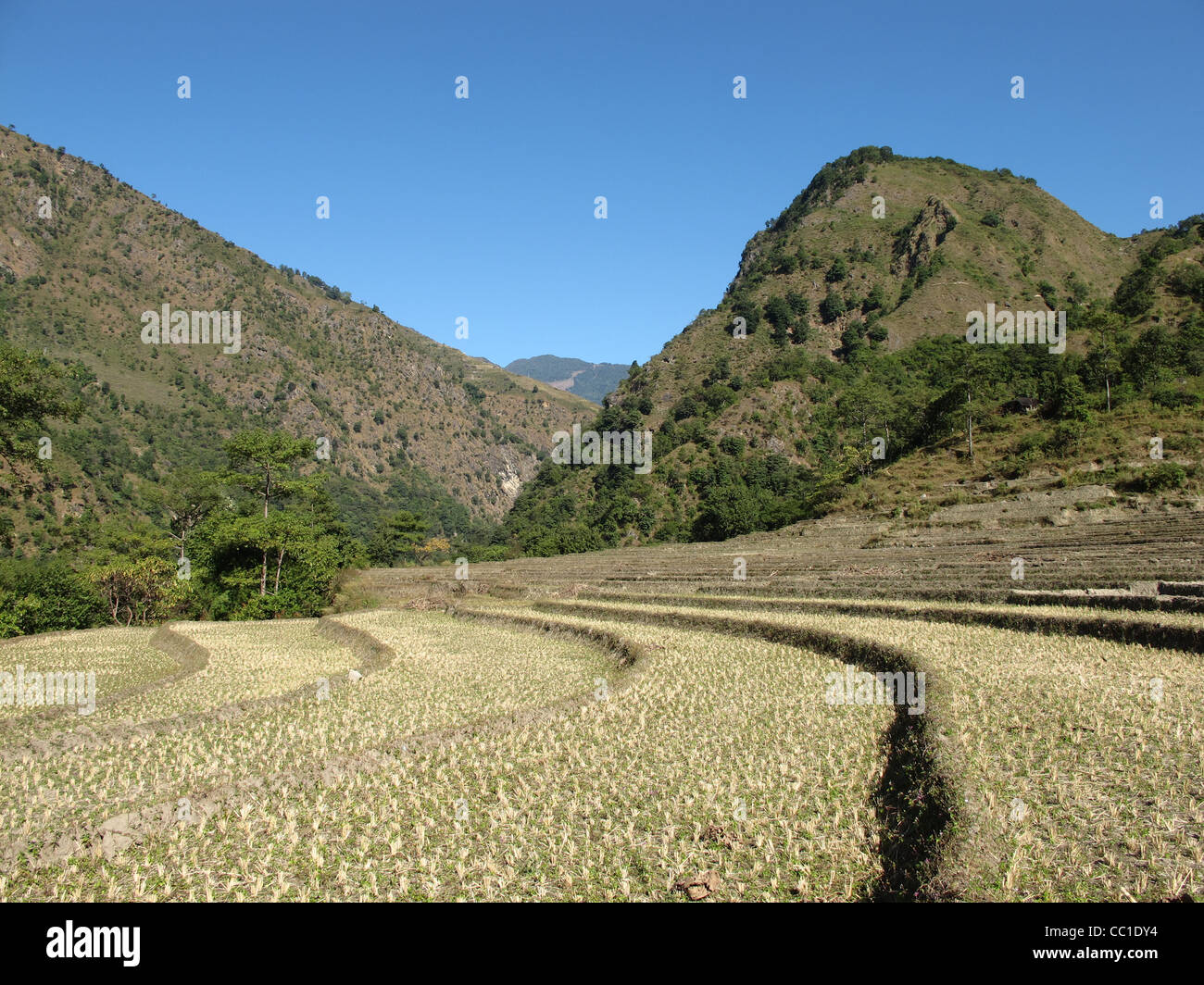 Rice fields after harvest, Nepal Stock Photo - Alamy
