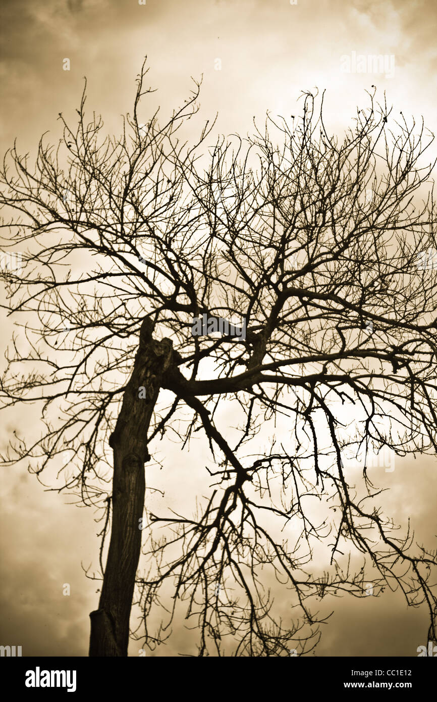 Dead branches of tree Stock Photo - Alamy