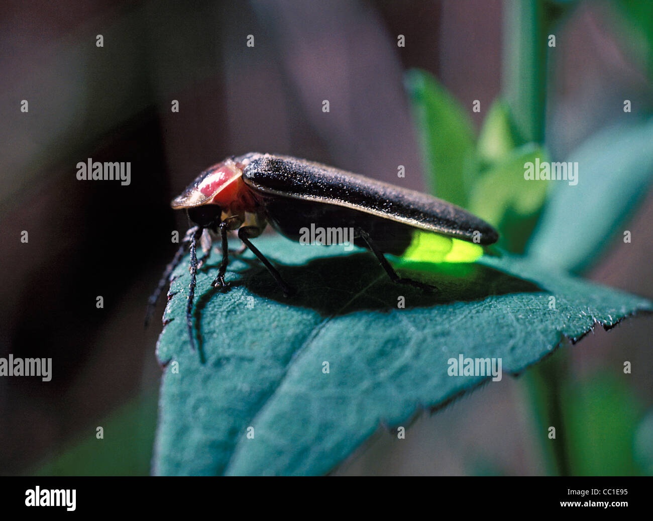Firefly insect hi-res stock photography and images - Alamy