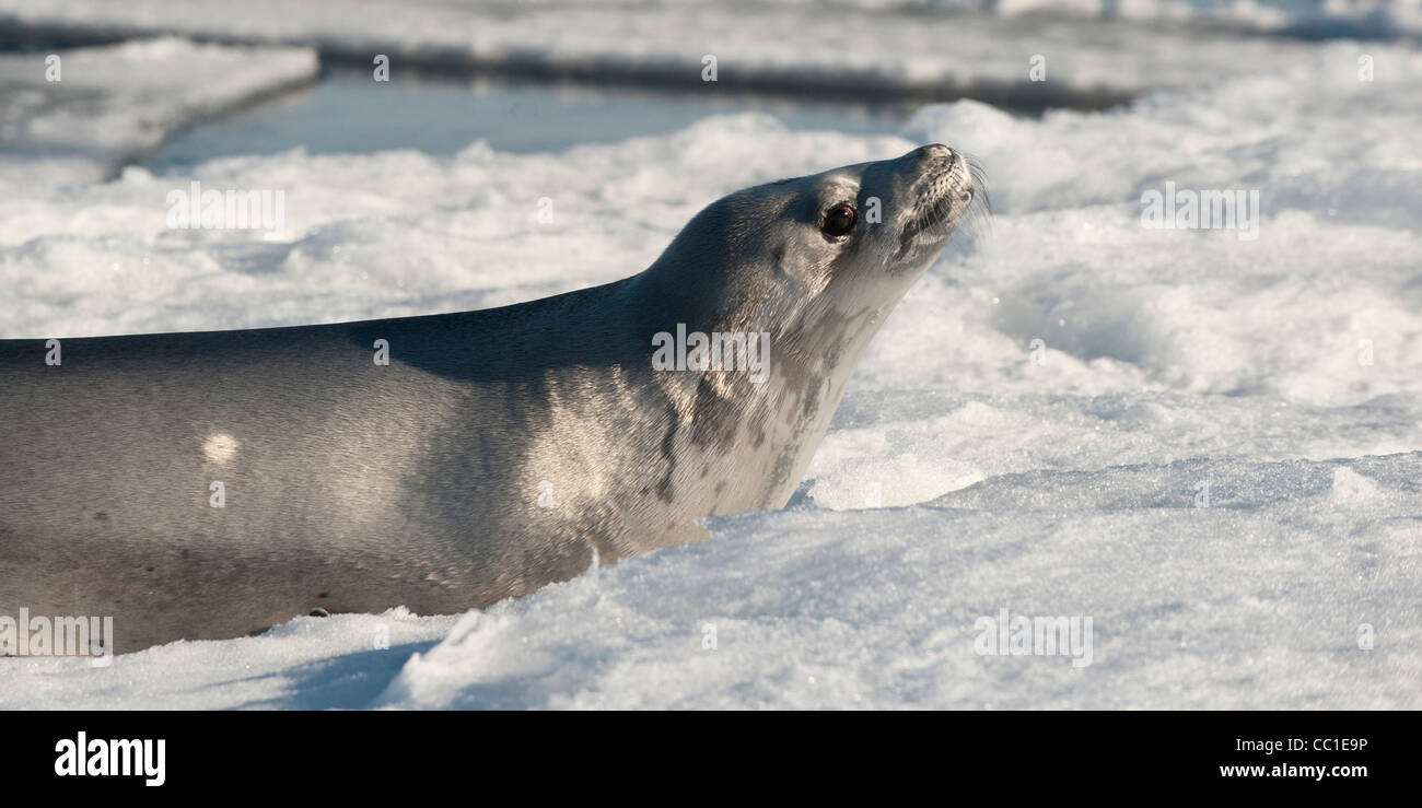 Crabeater seal (Lobodon carcinophagus), Weddell Sea, Antarctica Stock ...