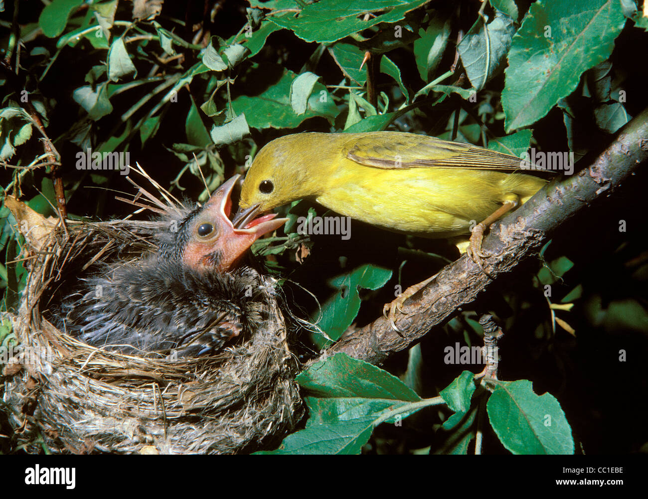 Yellow Warbler Feeding Cowbird Chick, New Jersey Stock Photo - Alamy