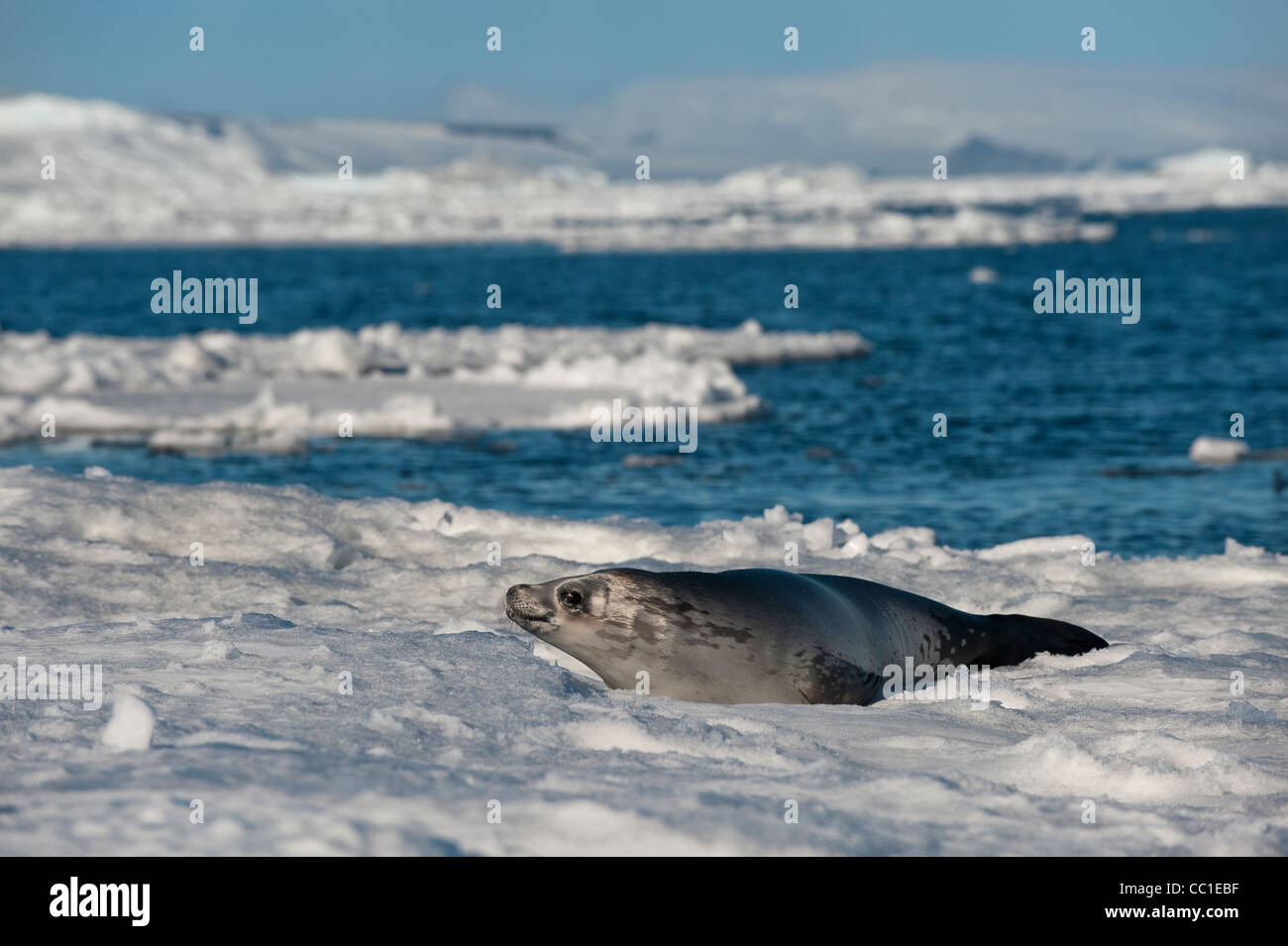 Crabeater seal (Lobodon carcinophagus), Weddell Sea, Antarctica Stock ...