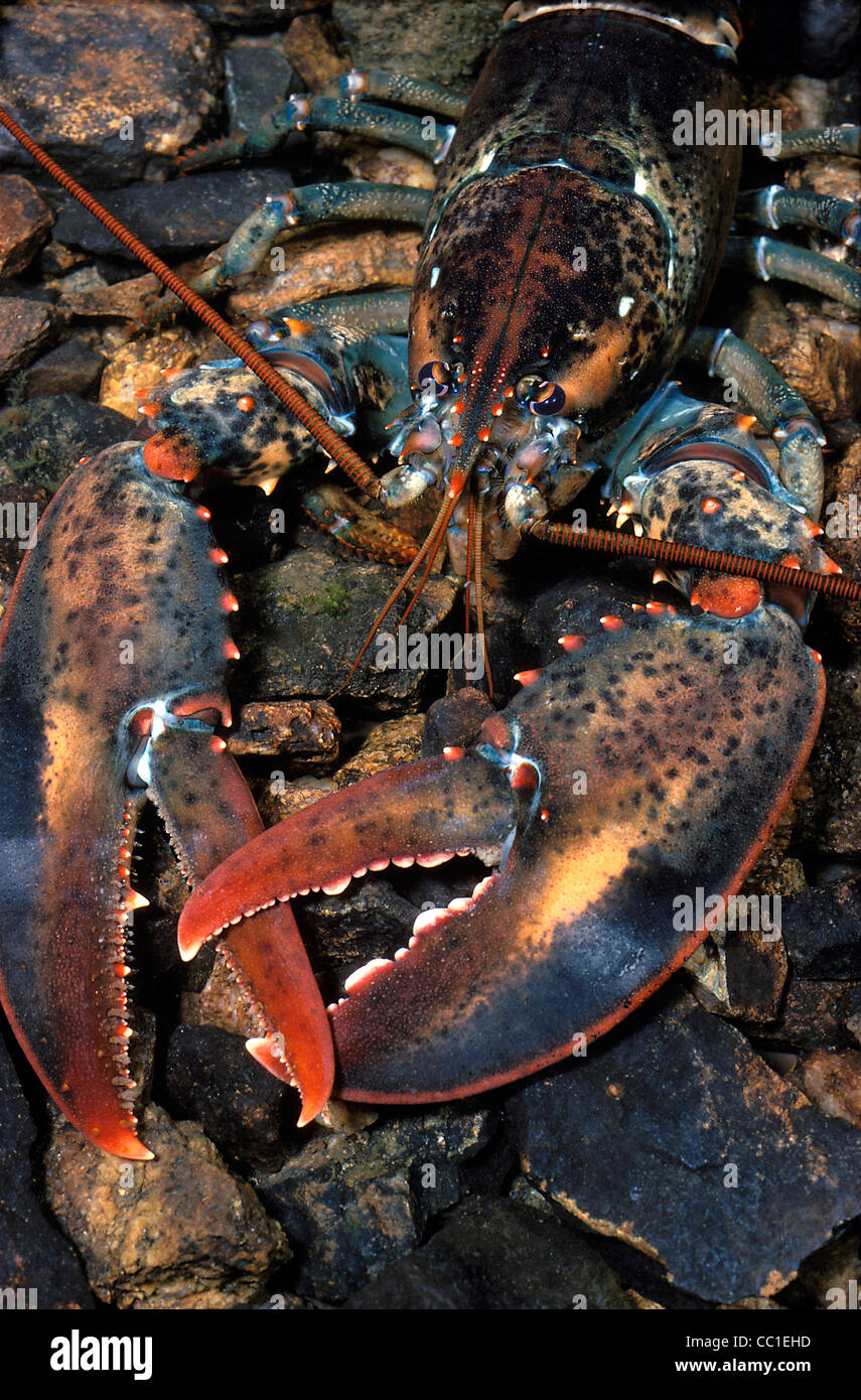 Northern Lobster, Homarus americanus, Atlantic Ocean Stock Photo - Alamy