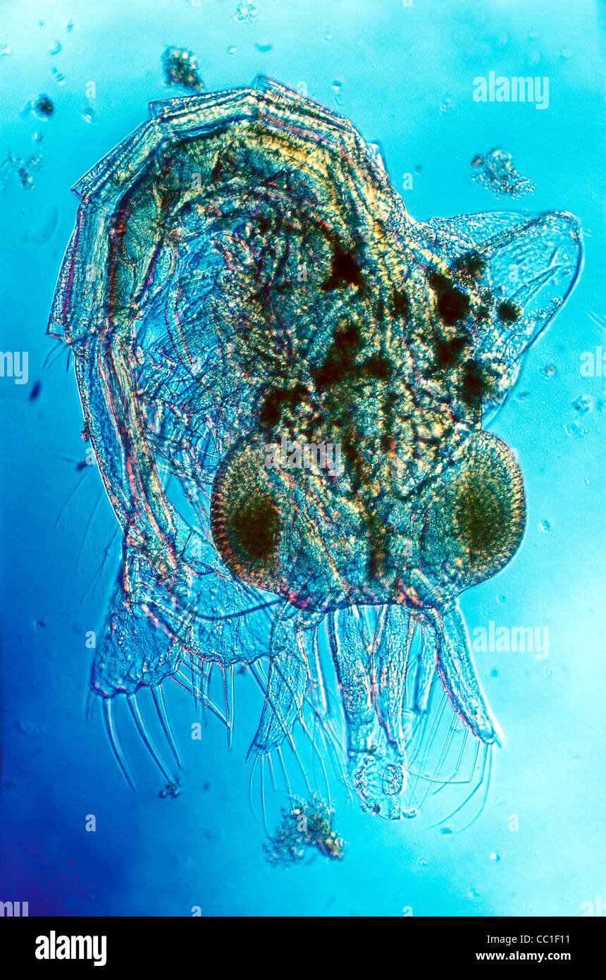 Zooplankton microscope hi-res stock photography and images - Alamy