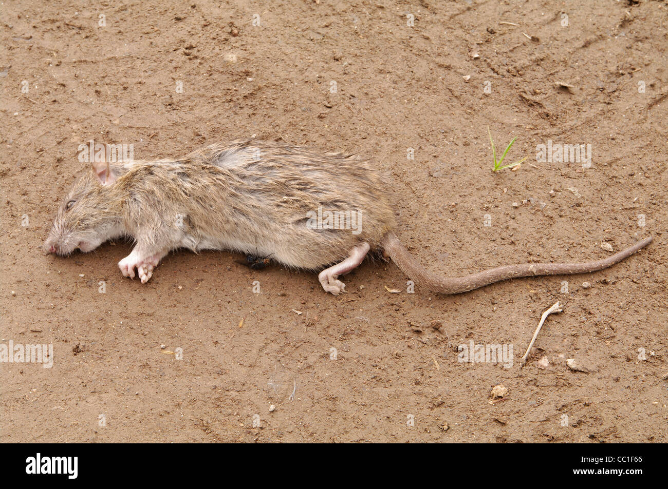 Leptospirose hi-res stock photography and images - Alamy